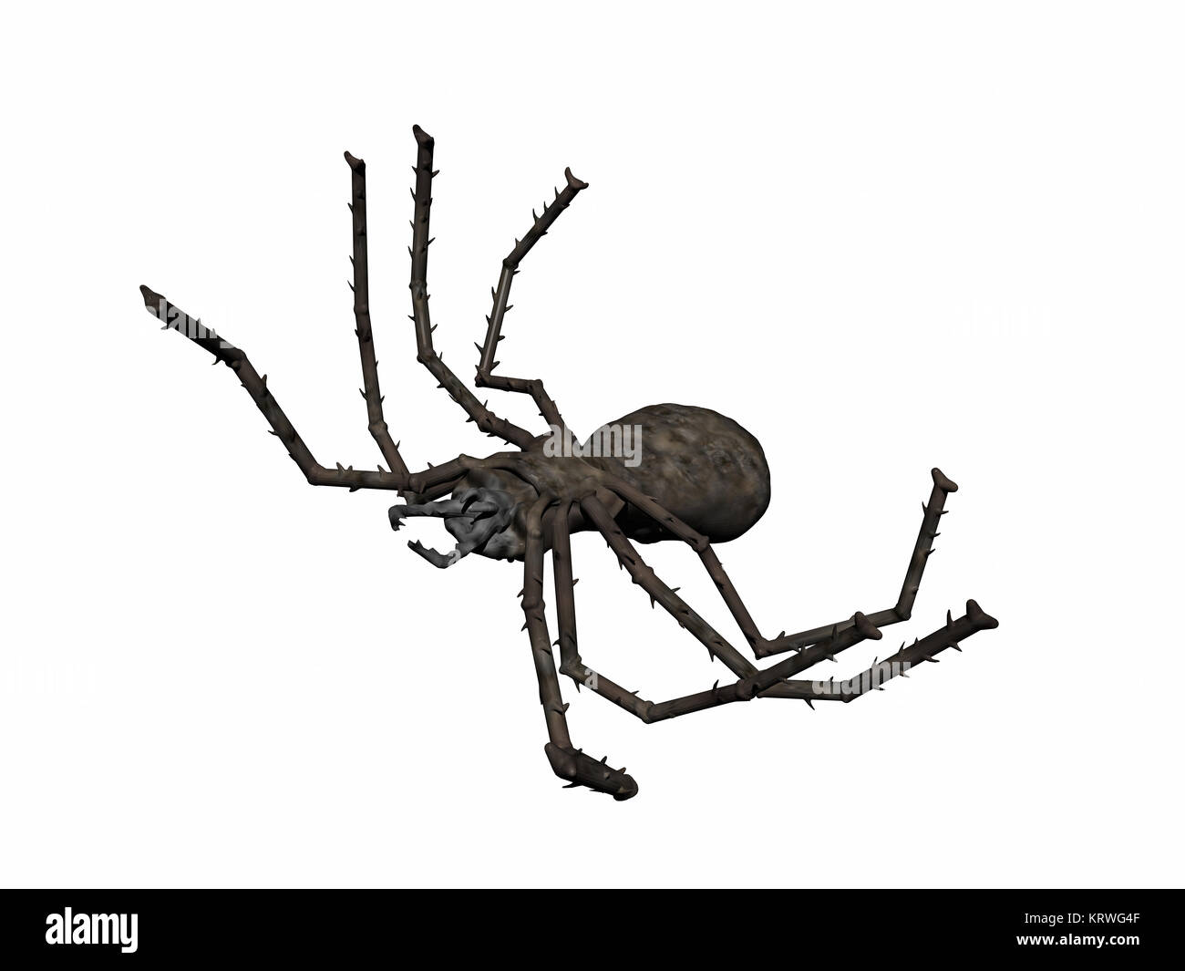 monster spider released Stock Photo - Alamy
