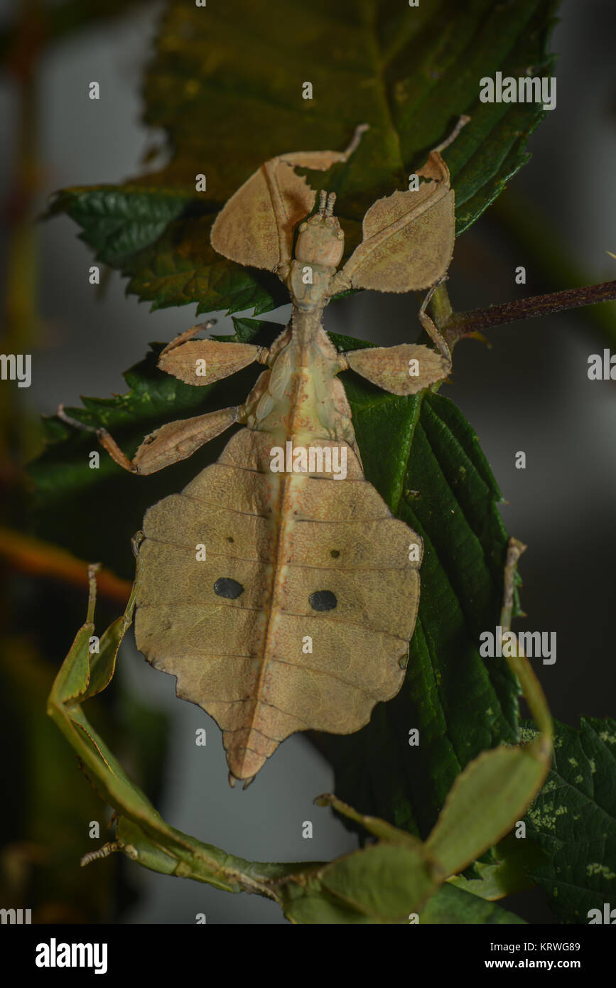Changing insect hi-res stock photography and images - Alamy