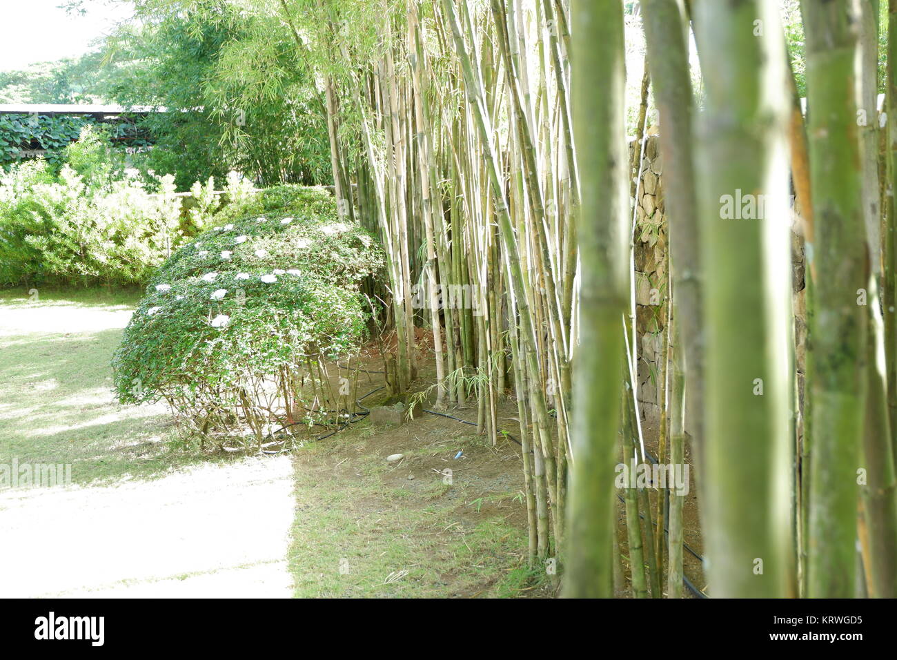 Narra tree hi-res stock photography and images - Alamy