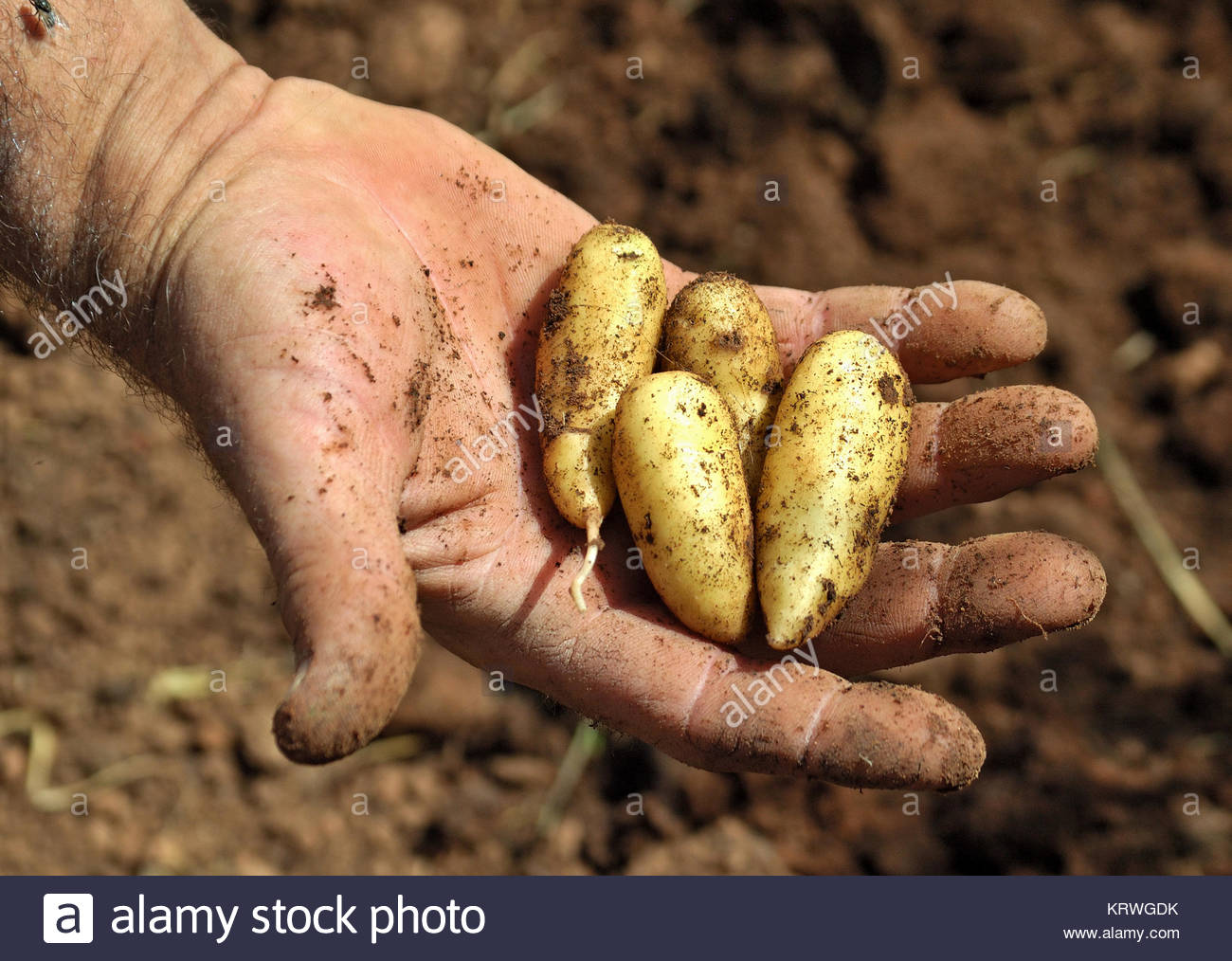 Food Globe Earth Stock Photos & Food Globe Earth Stock Images - Alamy