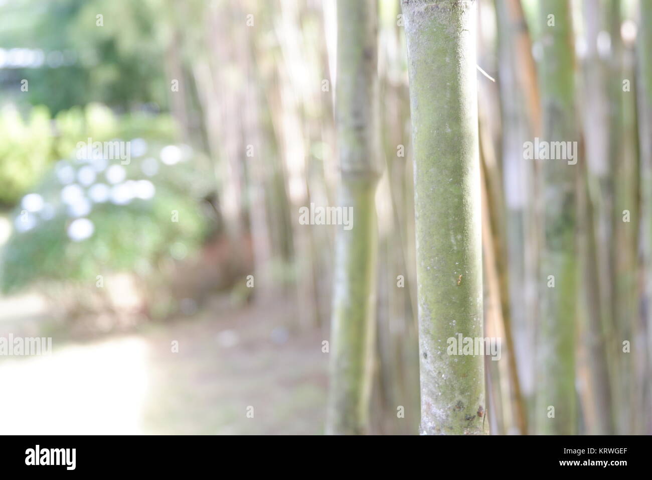 Beautiful bamboo tree landscape background. Close up Stock Photo - Alamy