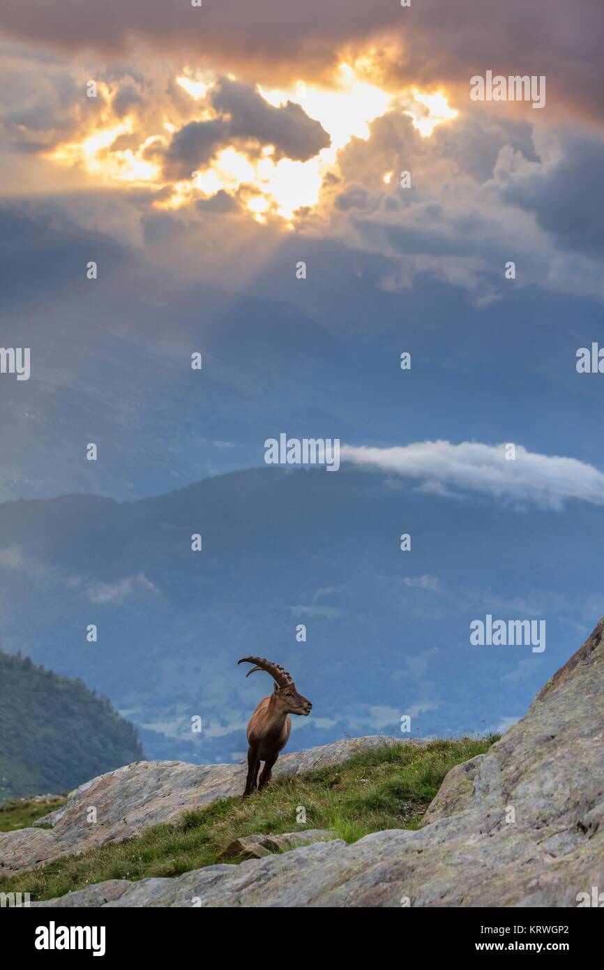 Ibex , Range of Mont-Blanc , French Alps Stock Photo - Alamy