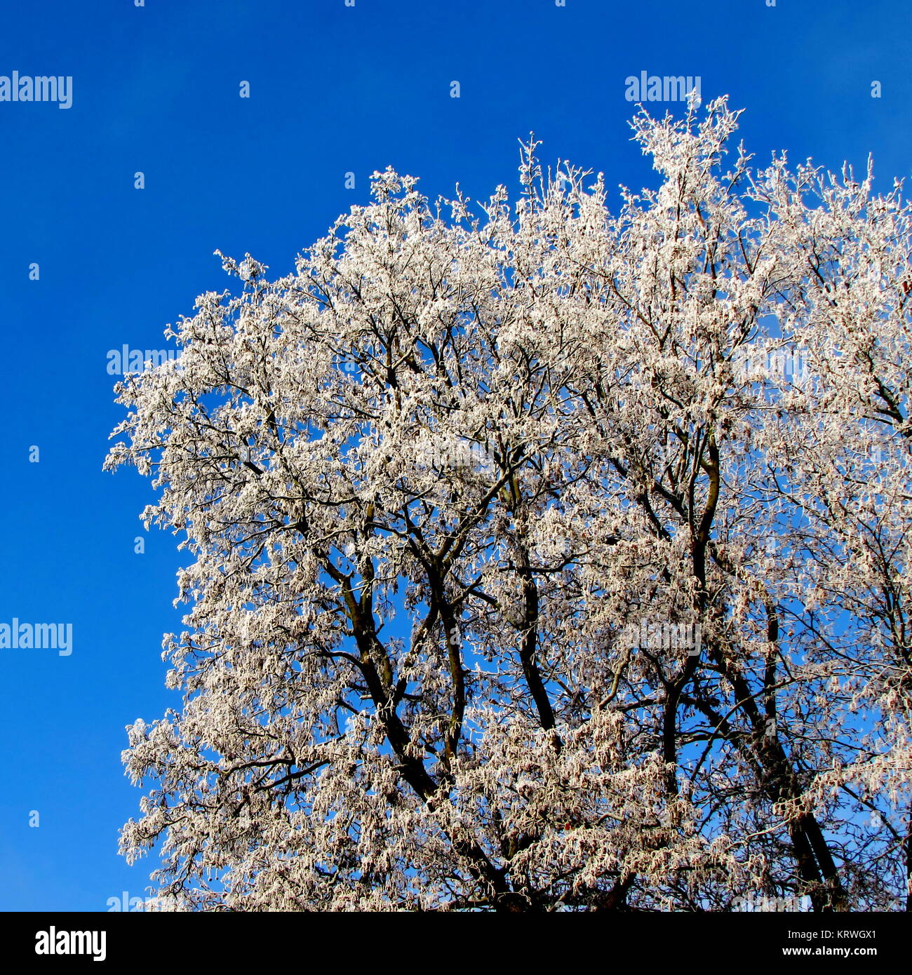 Â plane crown with hoarfrost Stock Photo - Alamy