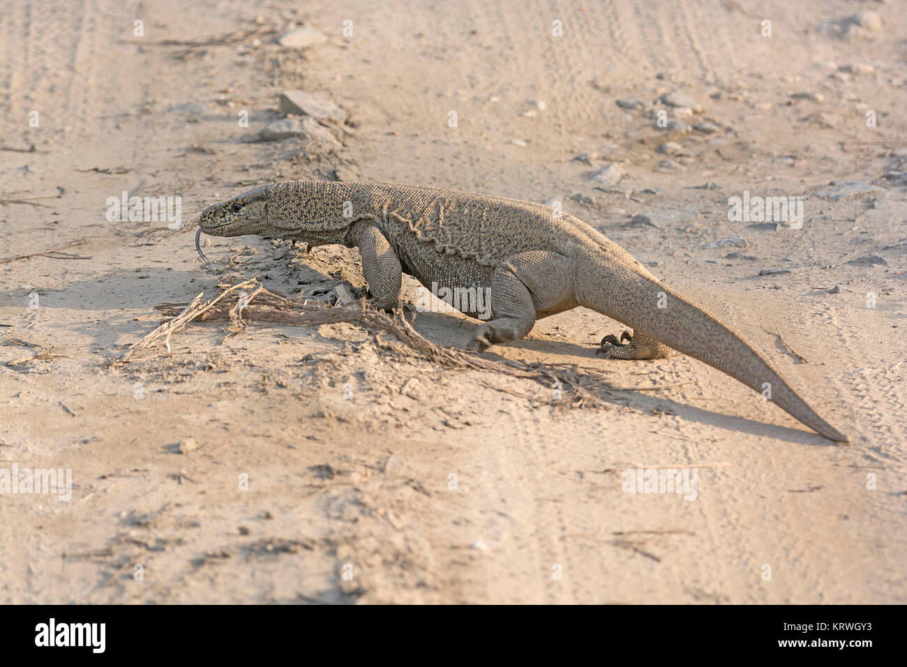 India varanus bengalensis bengal monitor hi-res stock photography and ...
