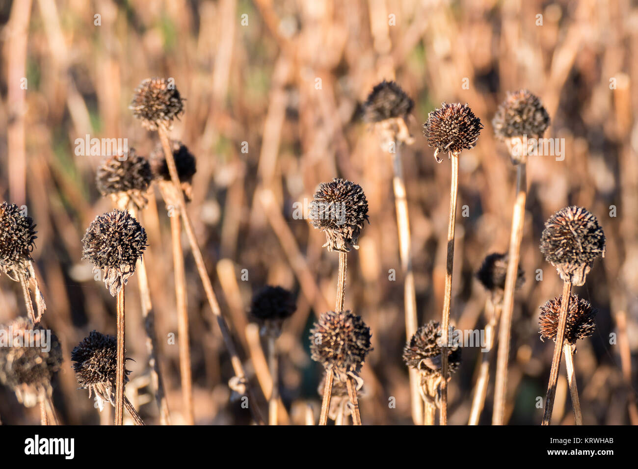 Overblown flowers hi-res stock photography and images - Alamy