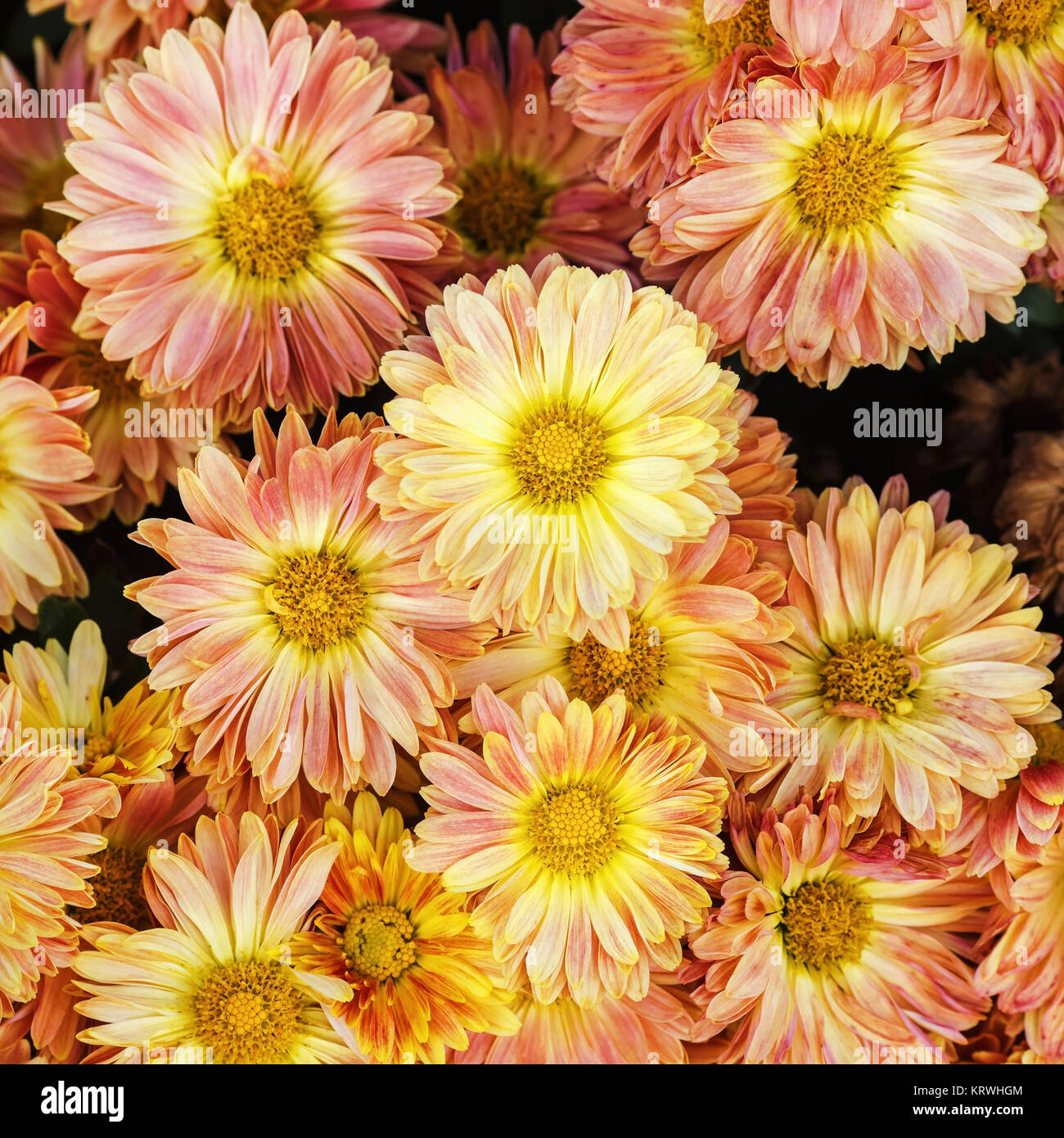Beautiful gerbera flowers Stock Photo - Alamy