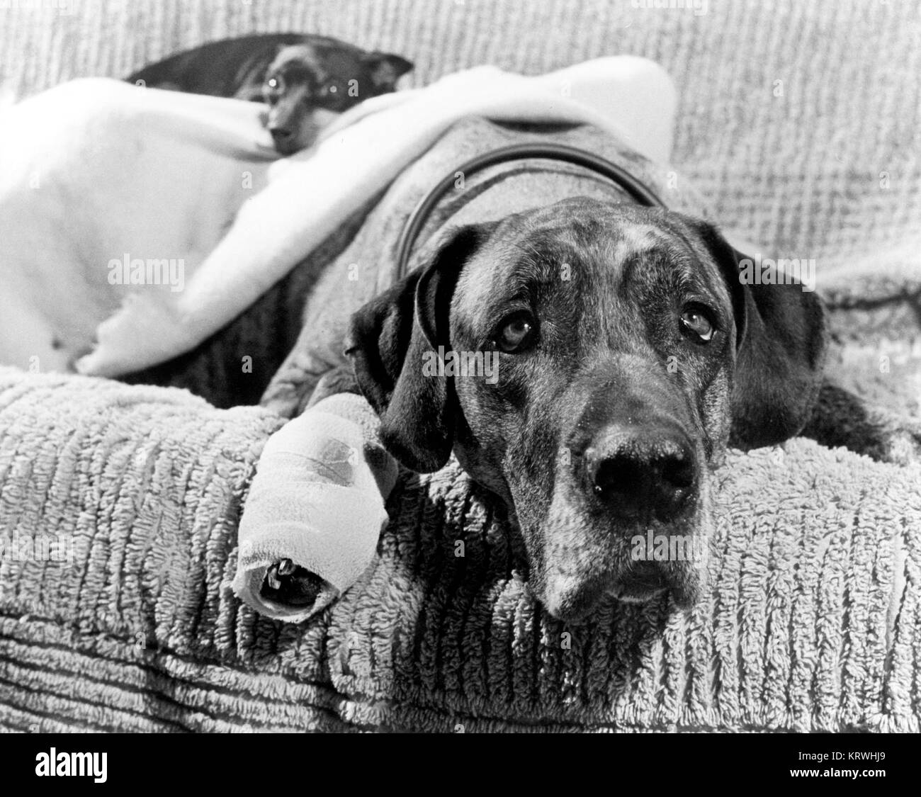 Postcard with dog Black and White Stock Photos & Images - Alamy