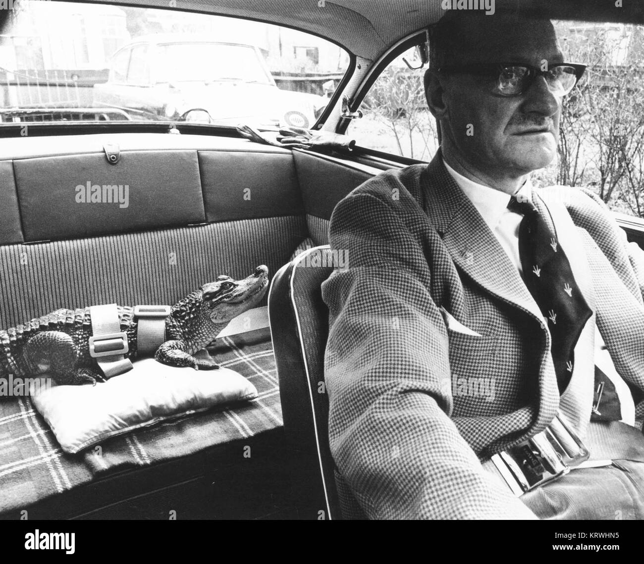 One crocodile Black and White Stock Photos & Images - Alamy