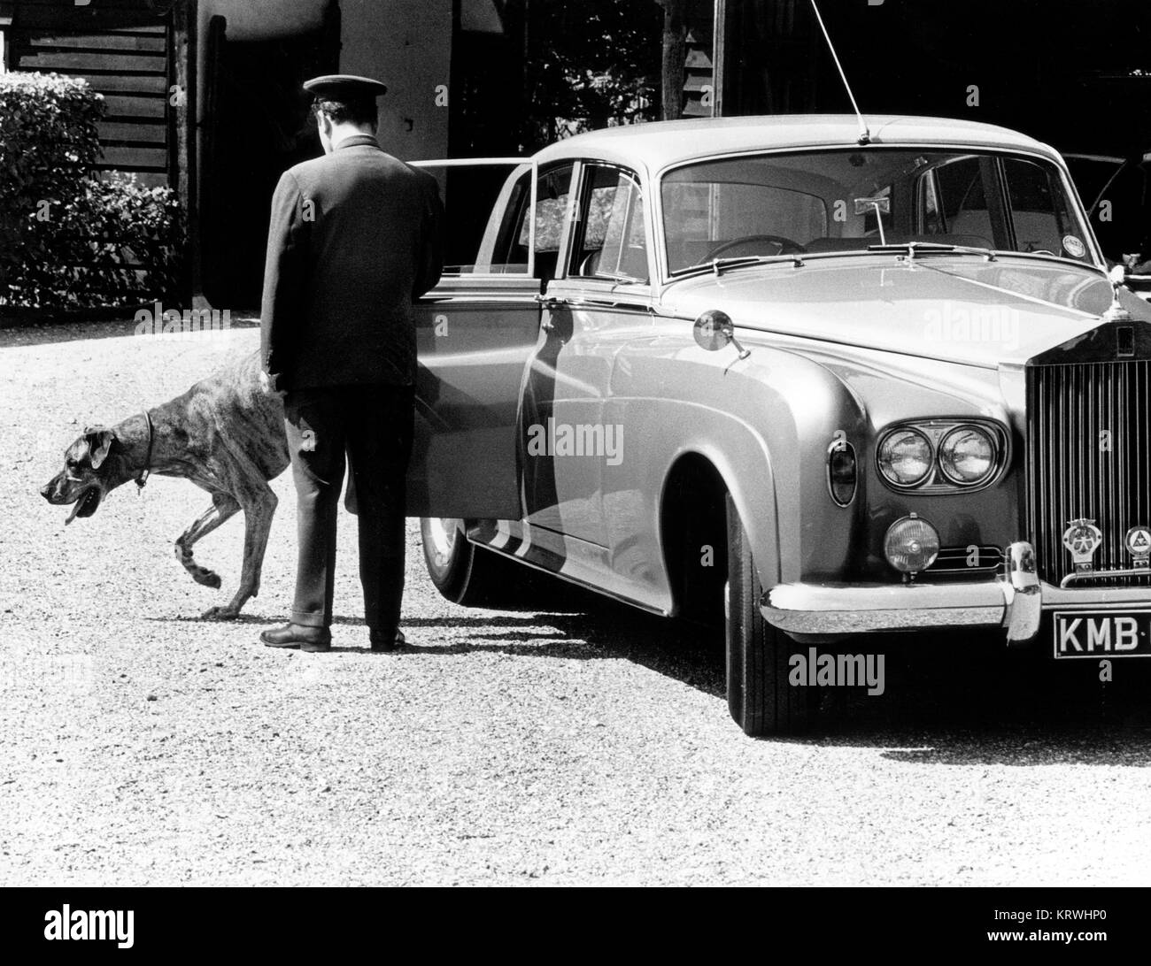 Dog gets out of Rolls Royce Limousine, England, Great Britain Stock ...
