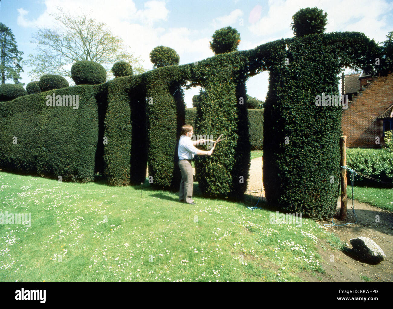 Gardener cuts human figures from a hedge, England, Great Britain Stock ...
