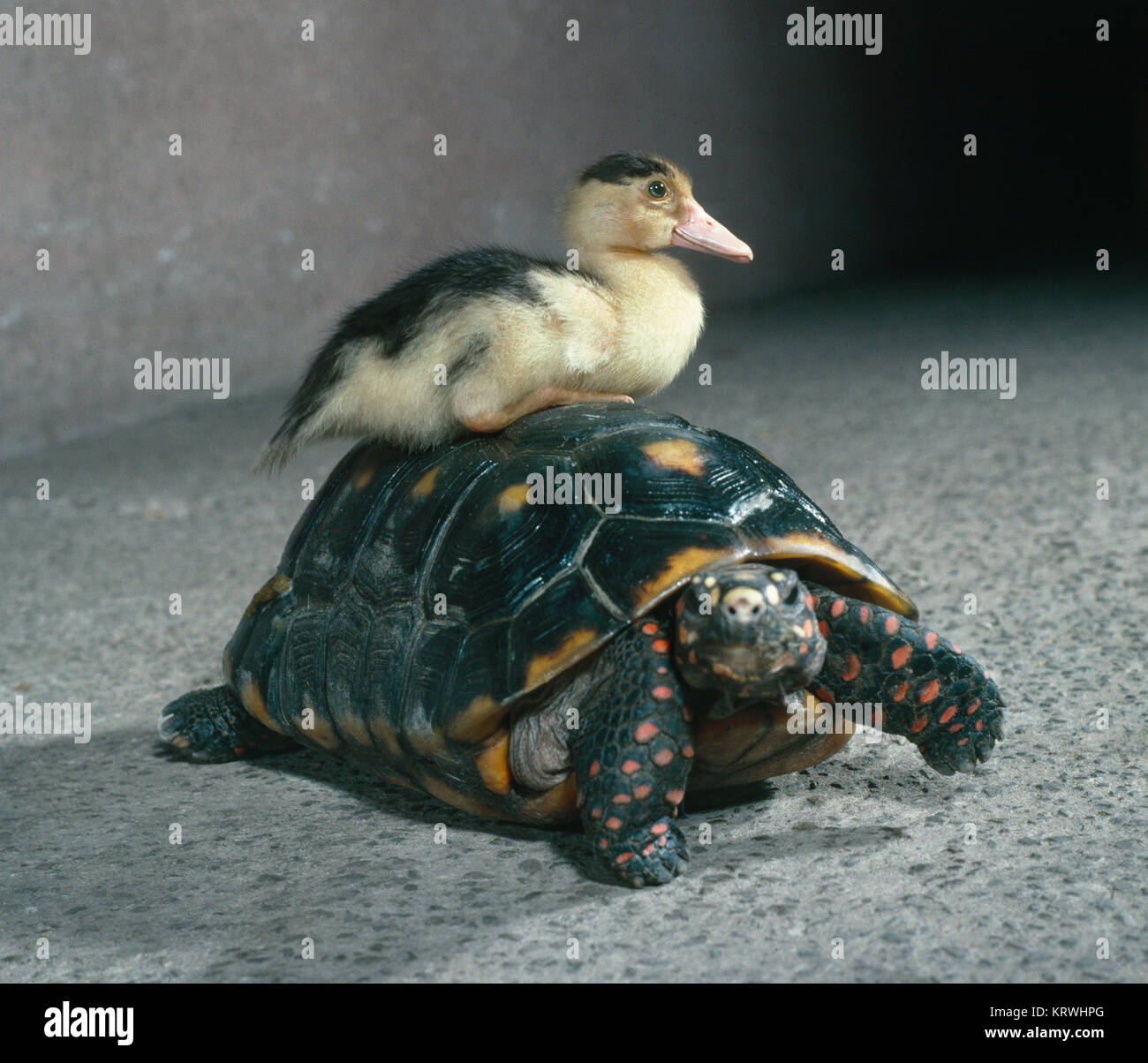 Duck sits on turtle, England, Great Britain Stock Photo - Alamy