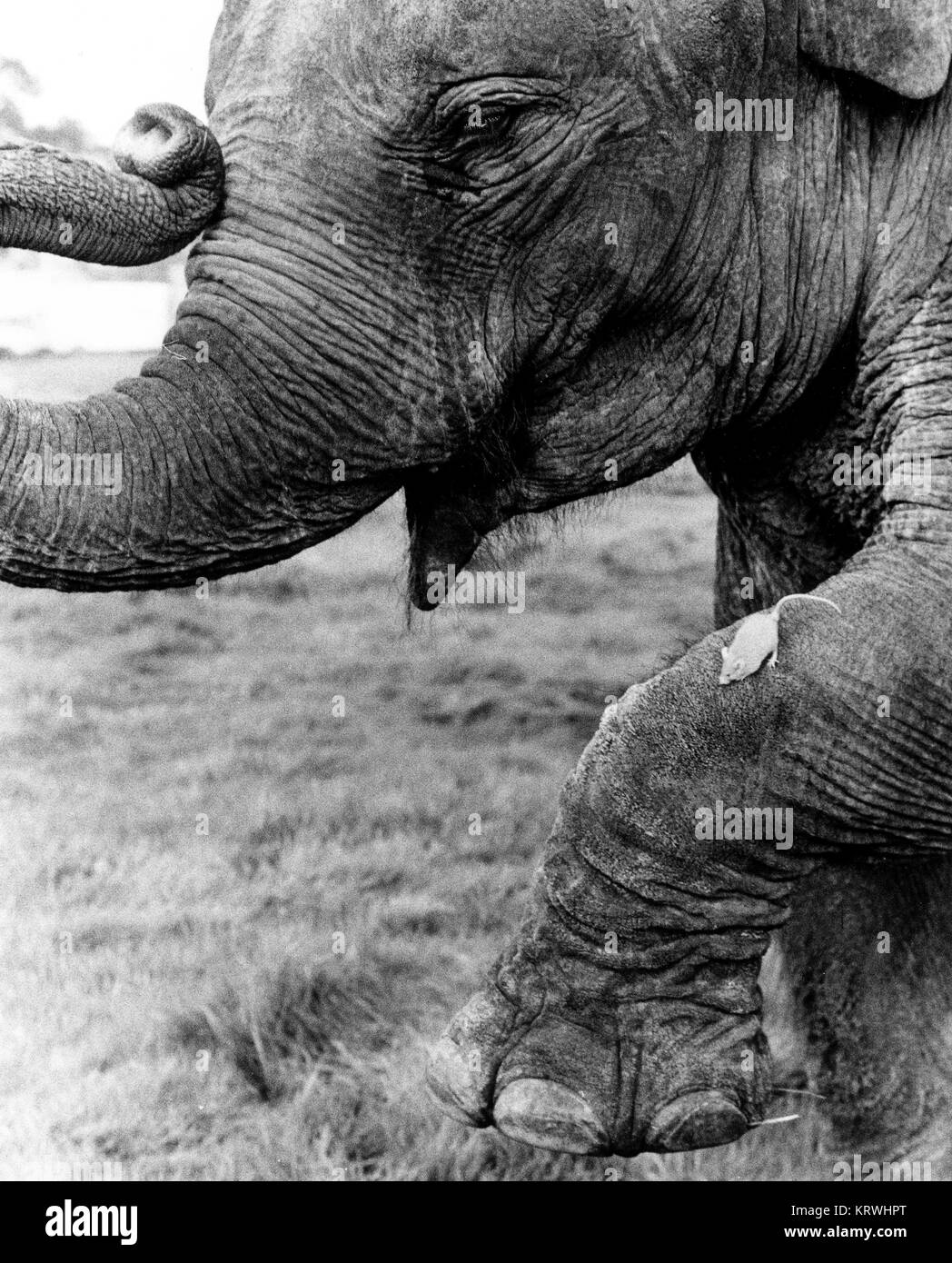 Elephant with mouse hi-res stock photography and images - Alamy