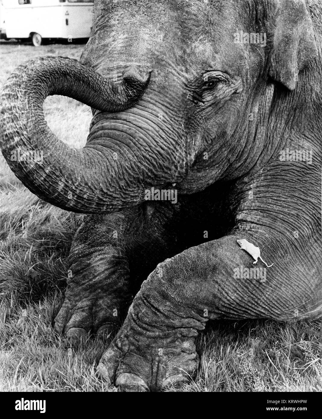 Elephant with mouse hi-res stock photography and images - Alamy