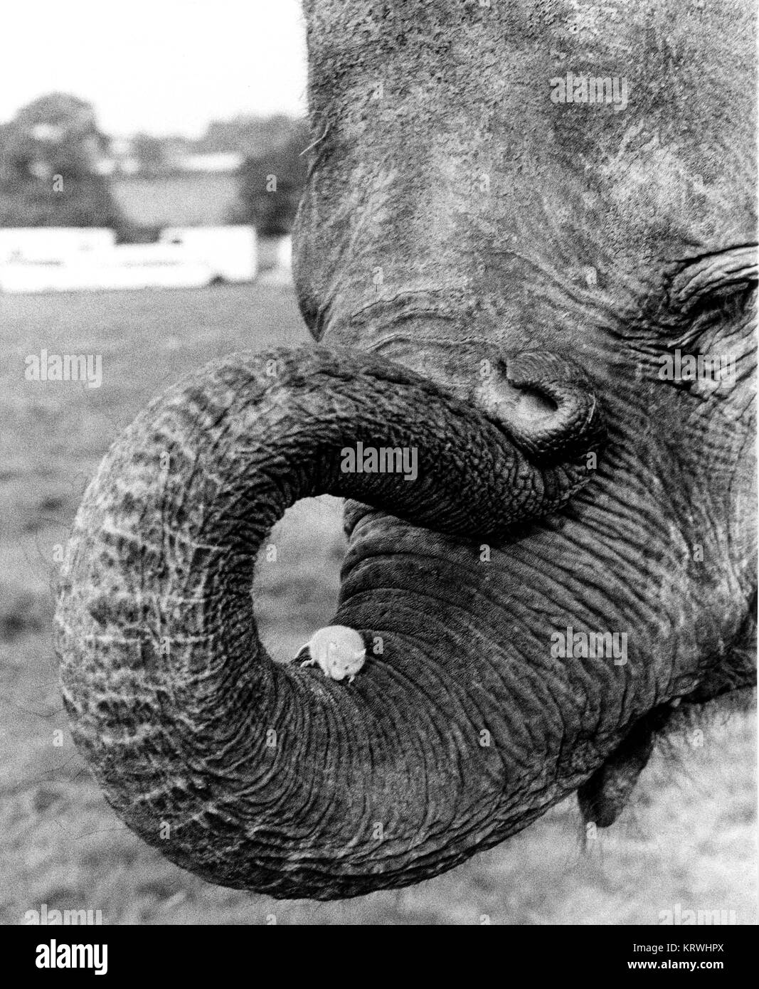 Mouse sits on the trunk of an elephant, England, Great Britain Stock ...