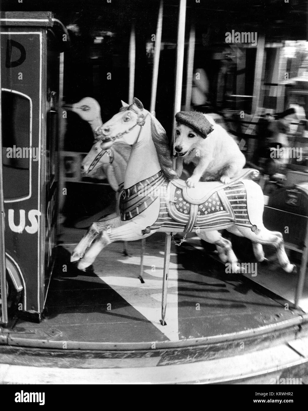 Terrier mongrel Black and White Stock Photos & Images - Alamy
