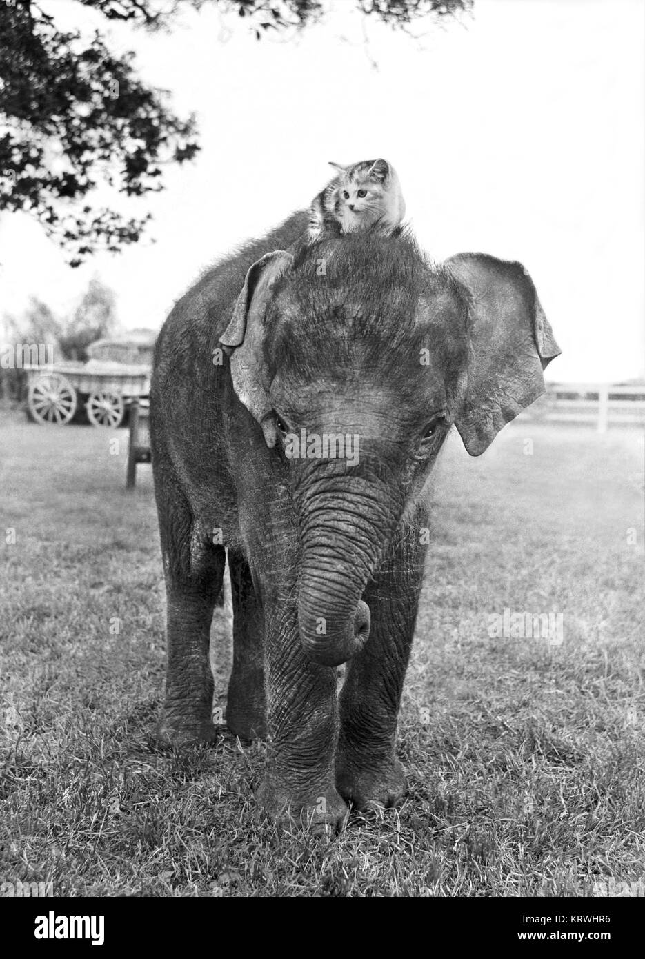 Cat rides on an elephant, England, Great Britain Stock Photo - Alamy