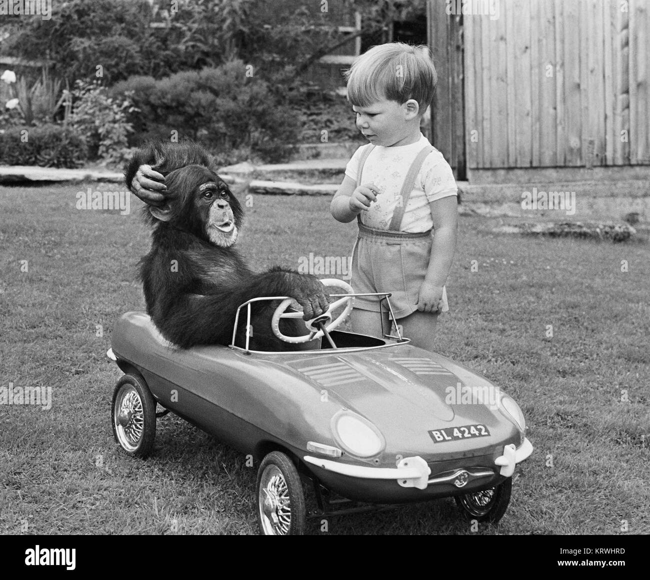Monkey by car Black and White Stock Photos & Images - Alamy