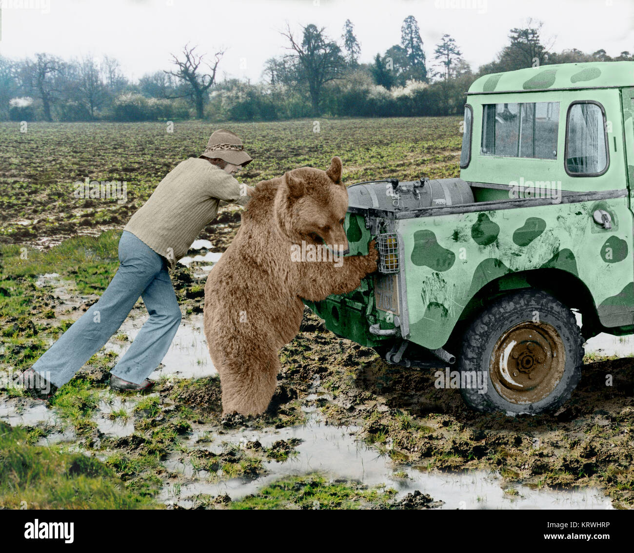Bear pushes a car with two men, England, Great Britain Stock Photo - Alamy