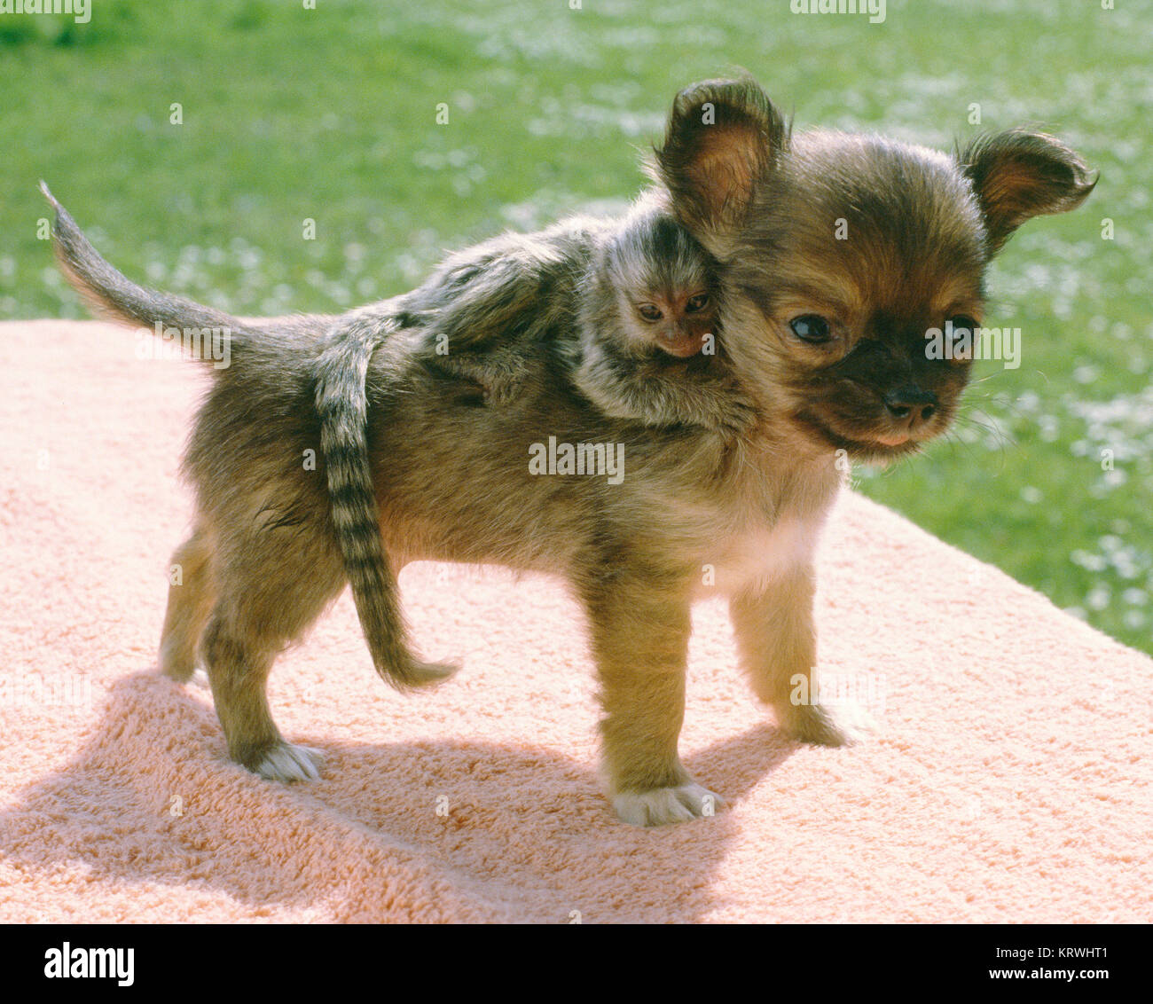 Great monkey hi-res stock photography and images - Alamy