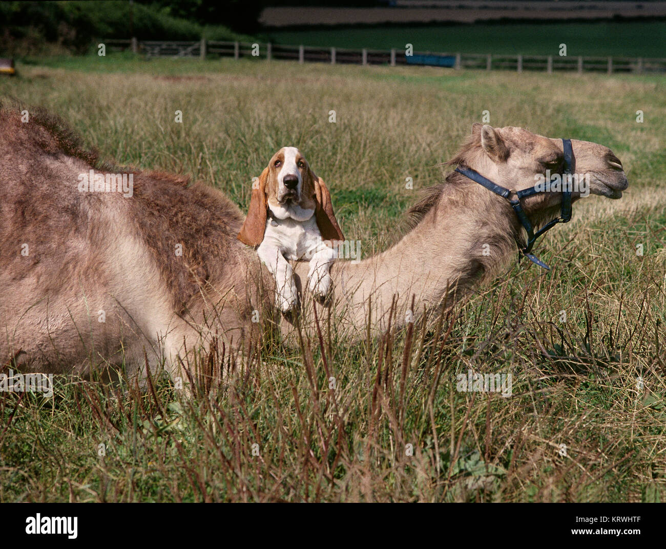Beagle with camel, England, Great Britain Stock Photo - Alamy