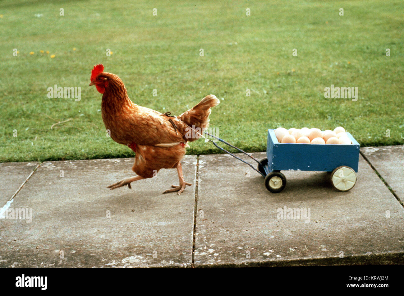 Chicken pulls a cart with eggs, England, Great Britain Stock Photo - Alamy