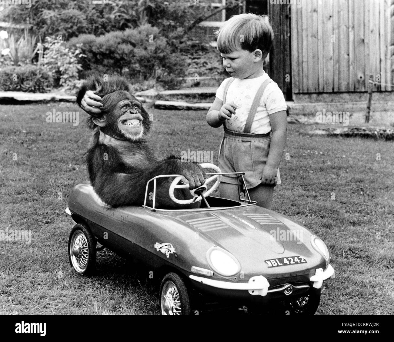 Monkey is sitting in a children's car, England, Great Britain Stock ...