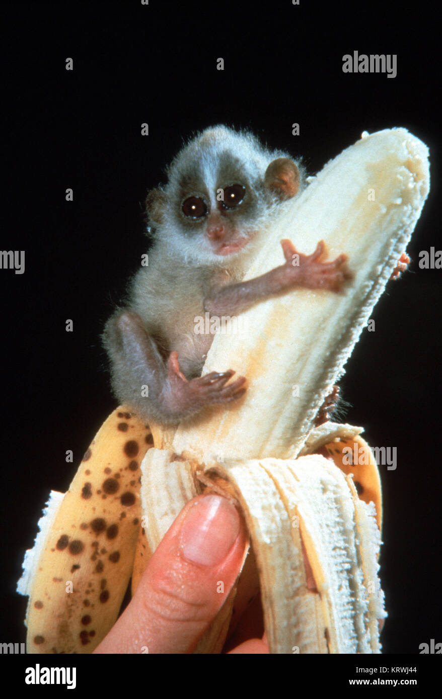 Little monkey sitting on a banana, England, Great Britain Stock Photo ...