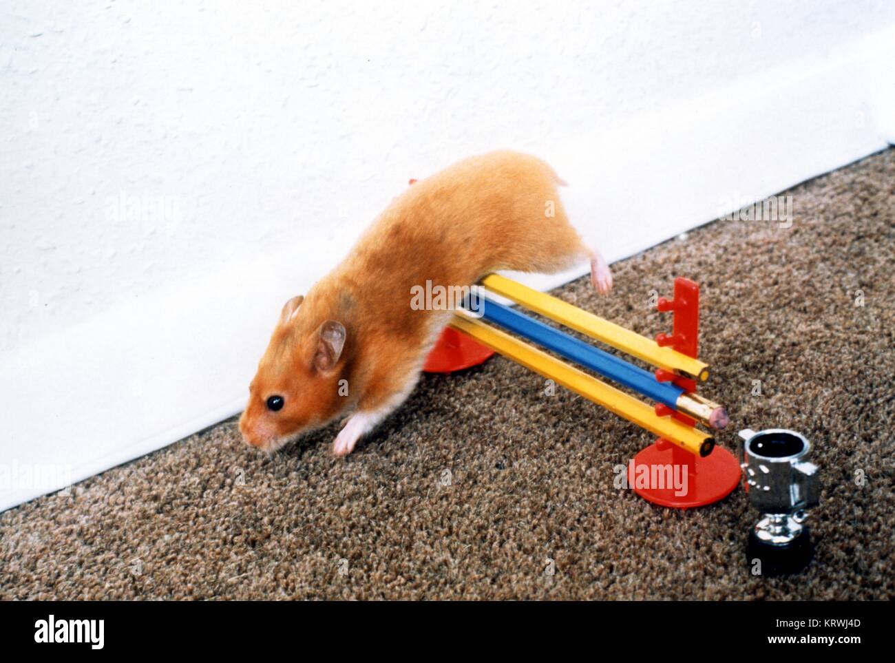 Hamster at the hurdles, England, Great Britain Stock Photo - Alamy