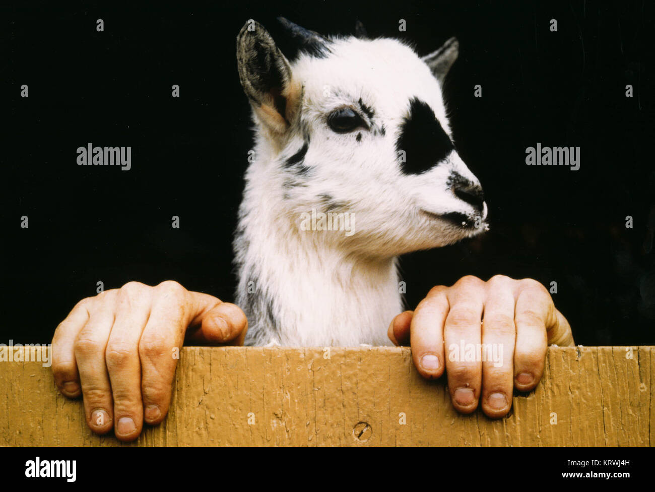 Goat head with human hands, England, Great Britain Stock Photo - Alamy