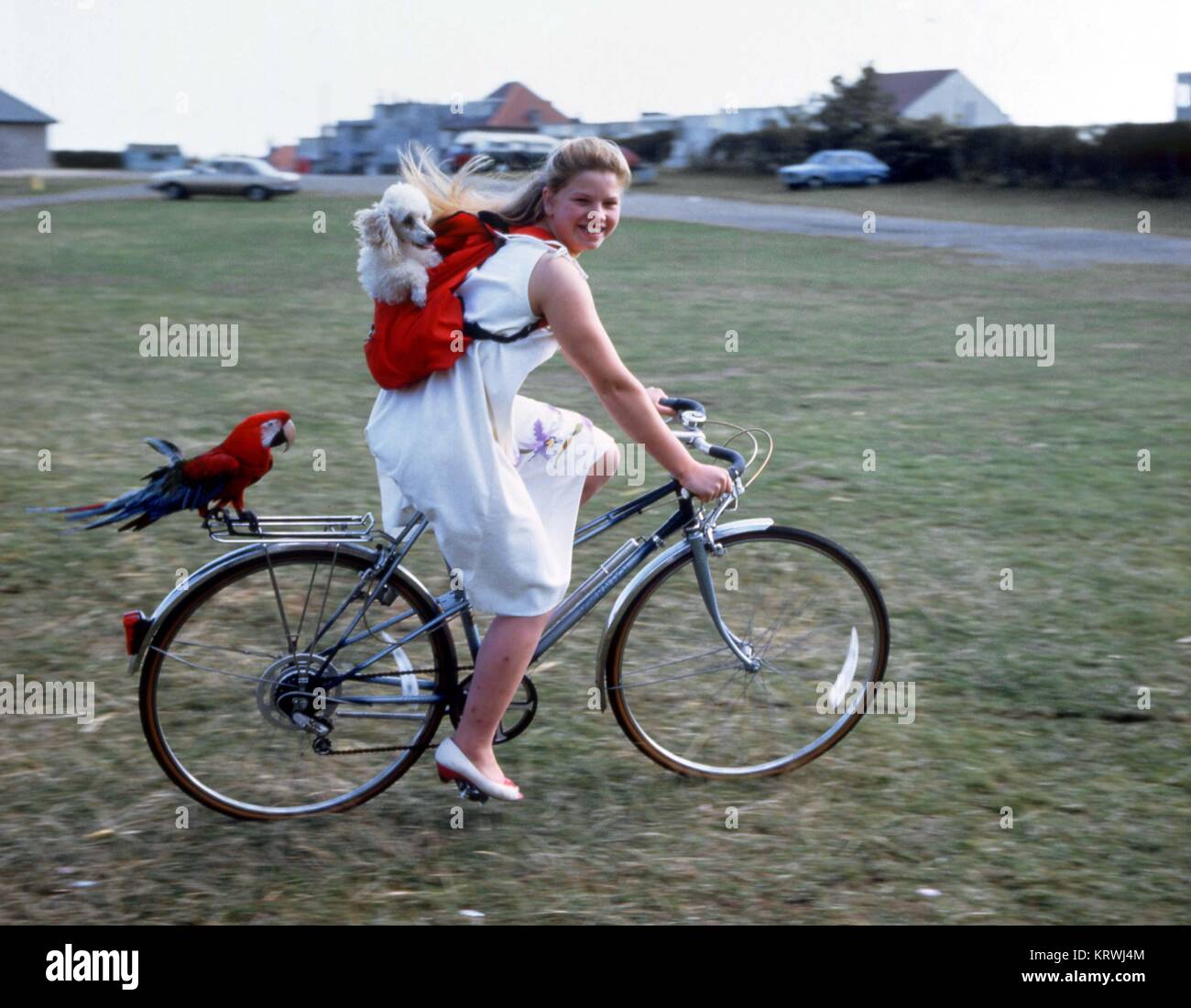 Girl on a bike with a dog and a parrot, England, Great Britain Stock ...
