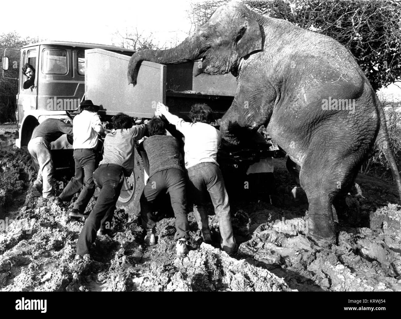 Elephant and men push a car out of the mud, England, Great Britain ...
