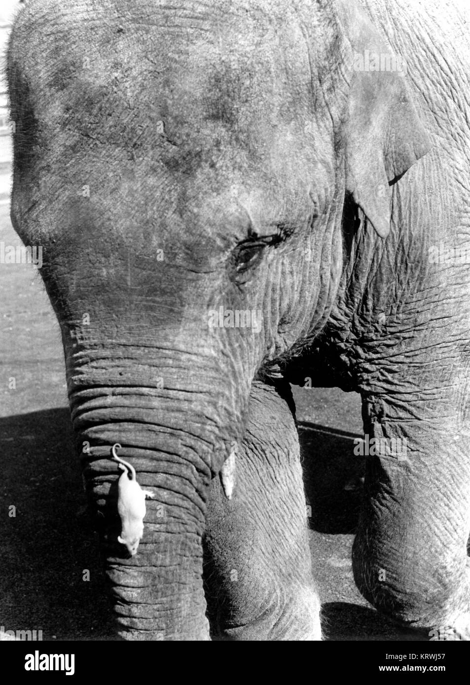 White mouse climbs on an elephant's trunk, England, Great Britain Stock ...