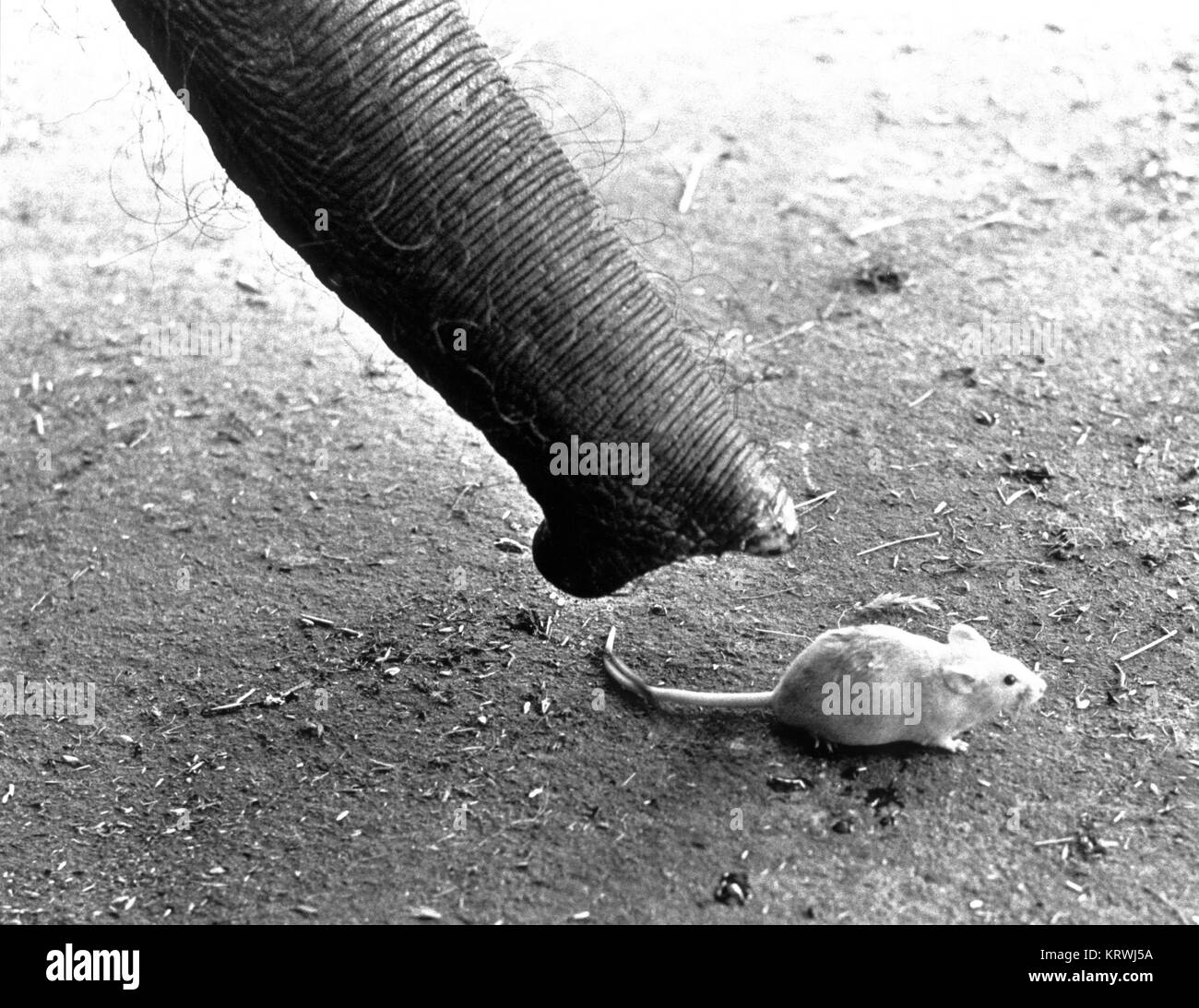 Elephant's trunk with white mouse, England, Great Britain Stock Photo ...