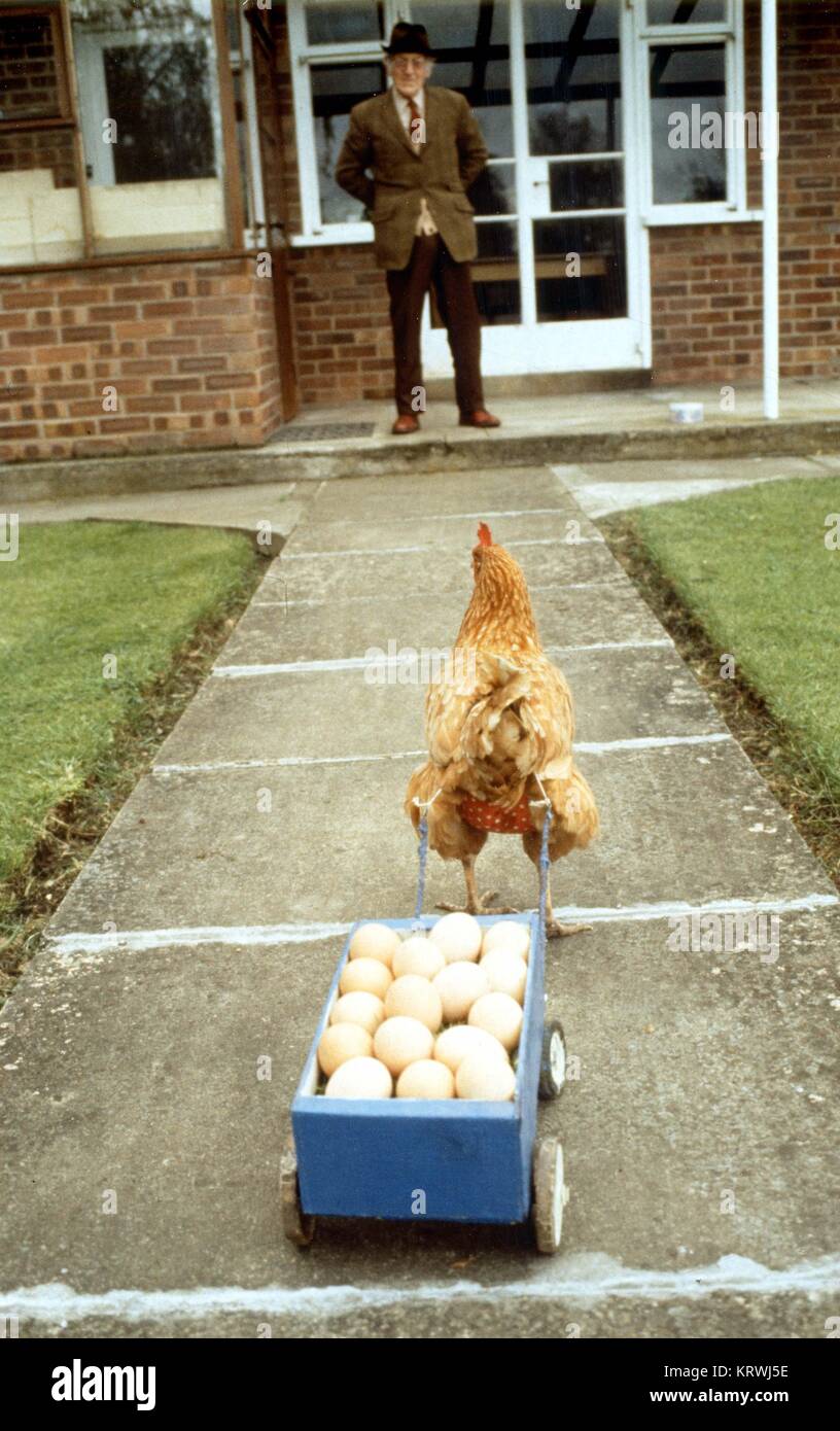 Chicken pulls egg cart, England, Great Britain Stock Photo - Alamy