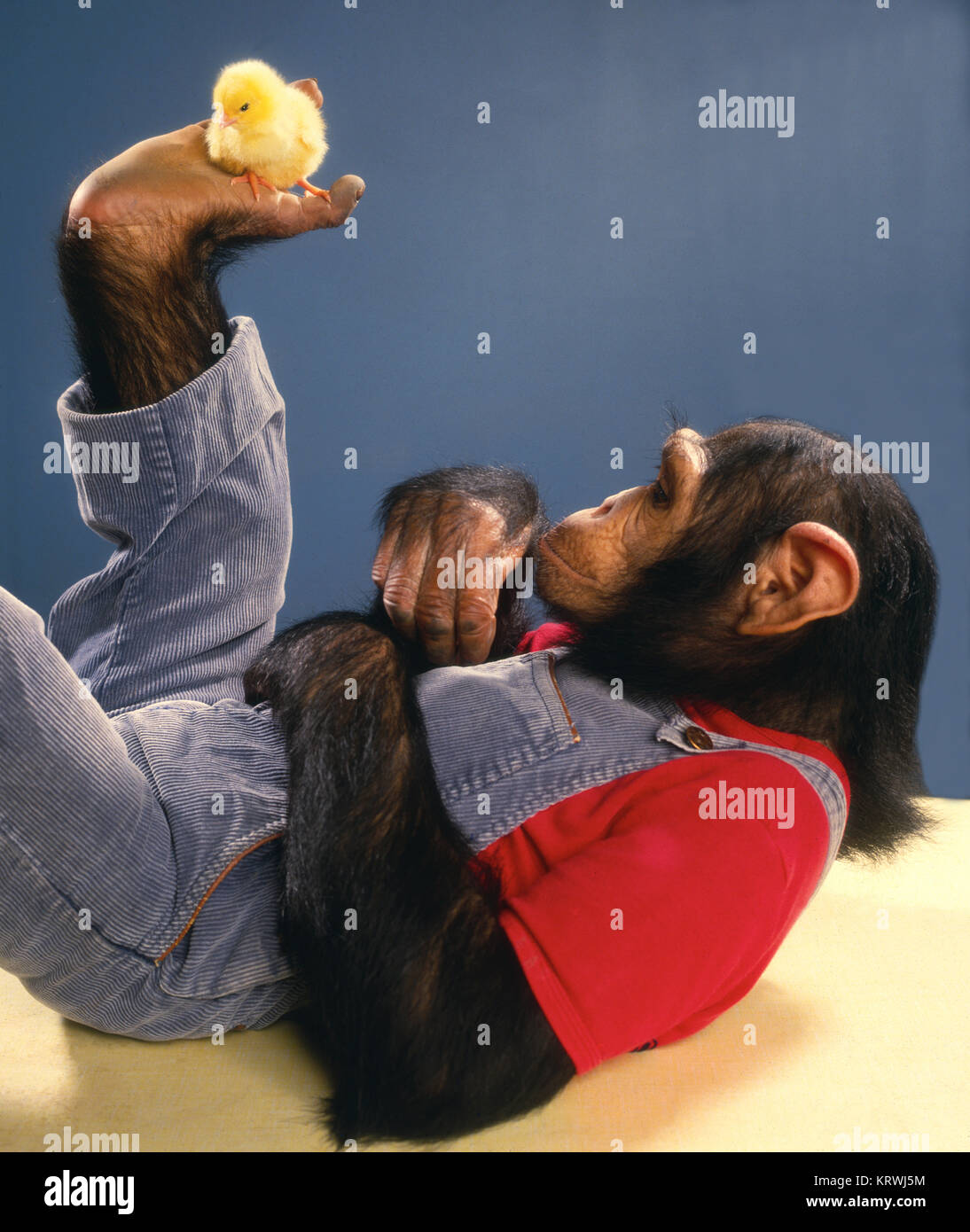 Chimpanzee plays with Kittens, England, Great Britain Stock Photo - Alamy