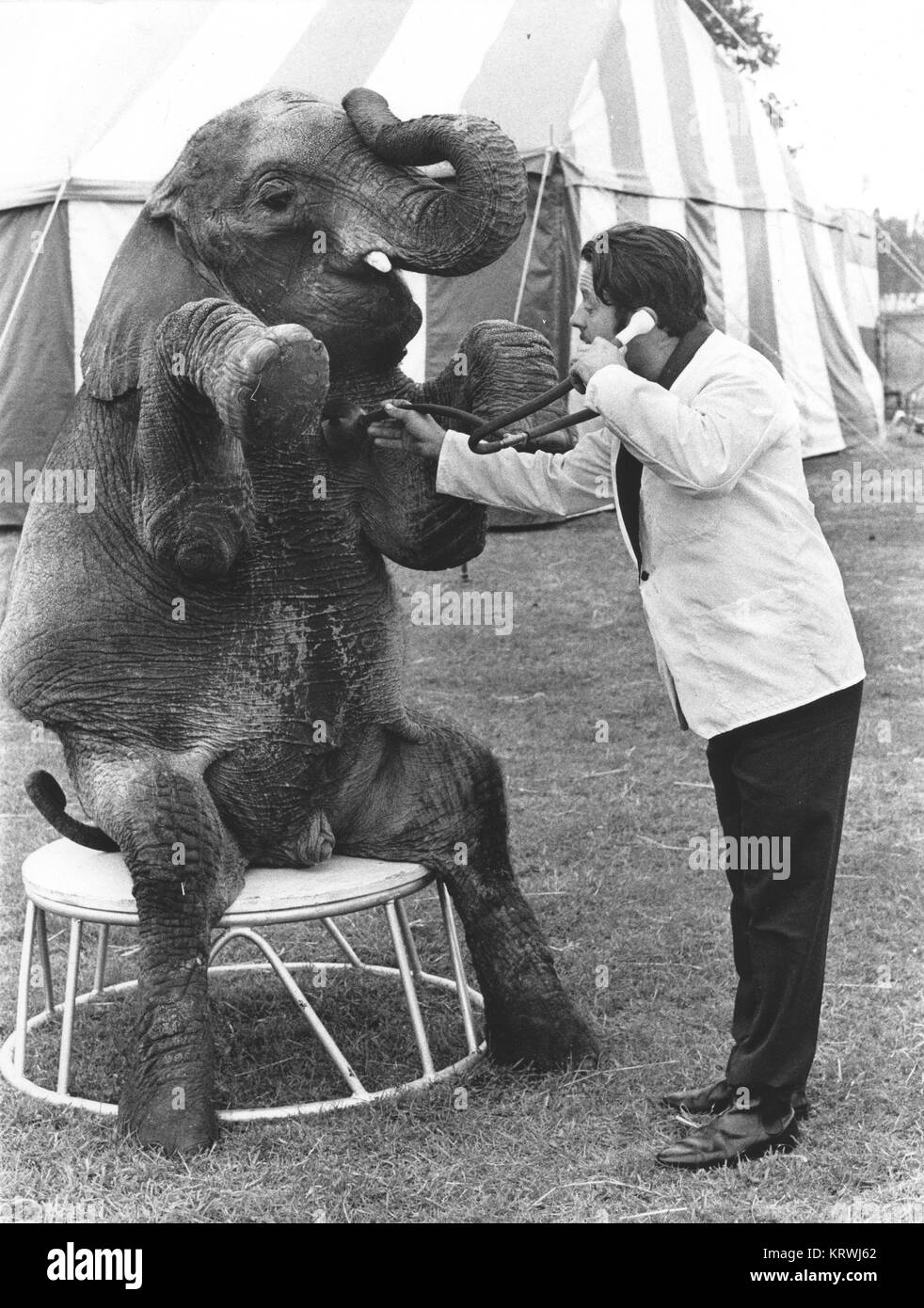 Sick elephant Black and White Stock Photos & Images - Alamy