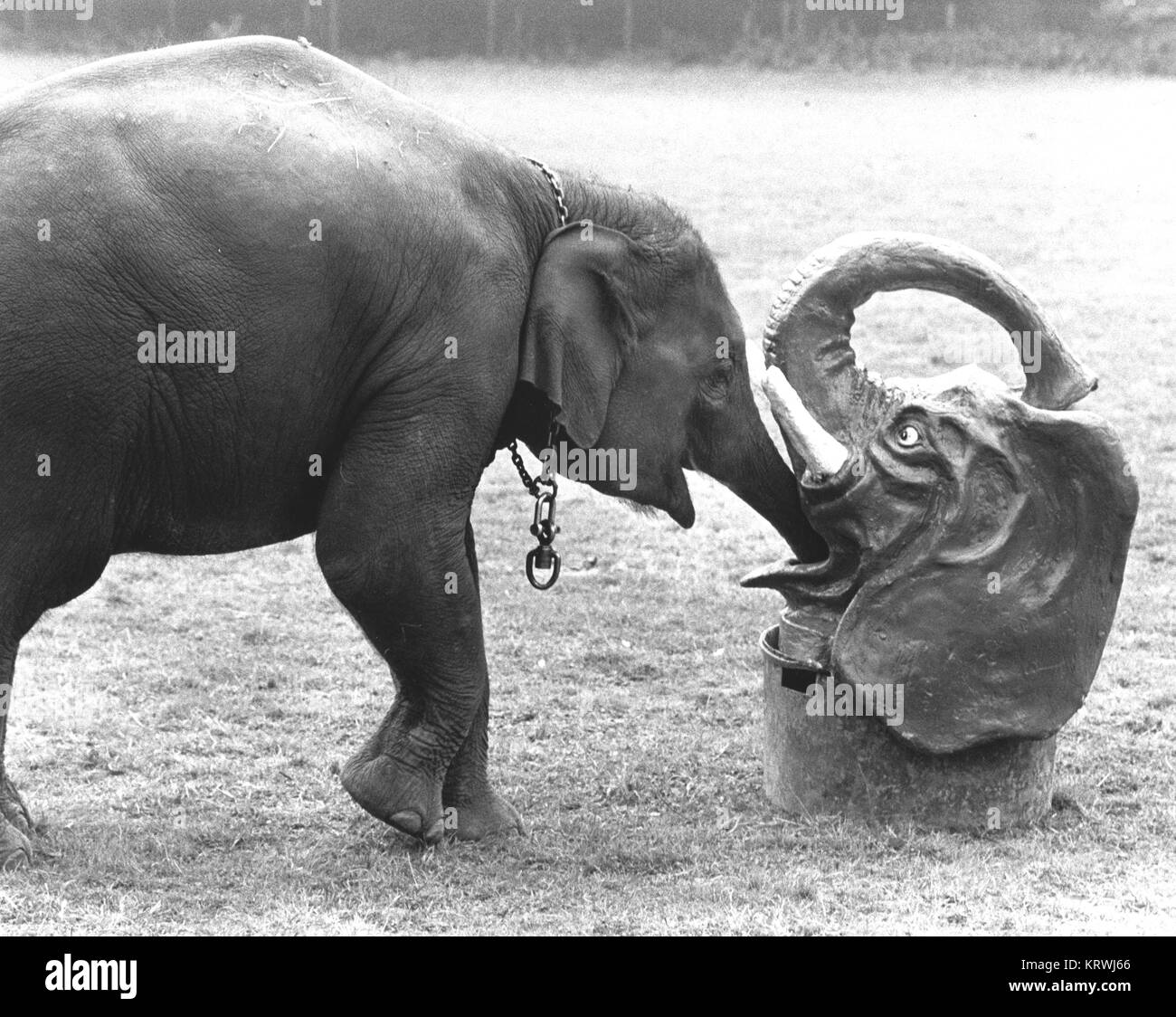 Bizarre elephant Black and White Stock Photos & Images - Alamy