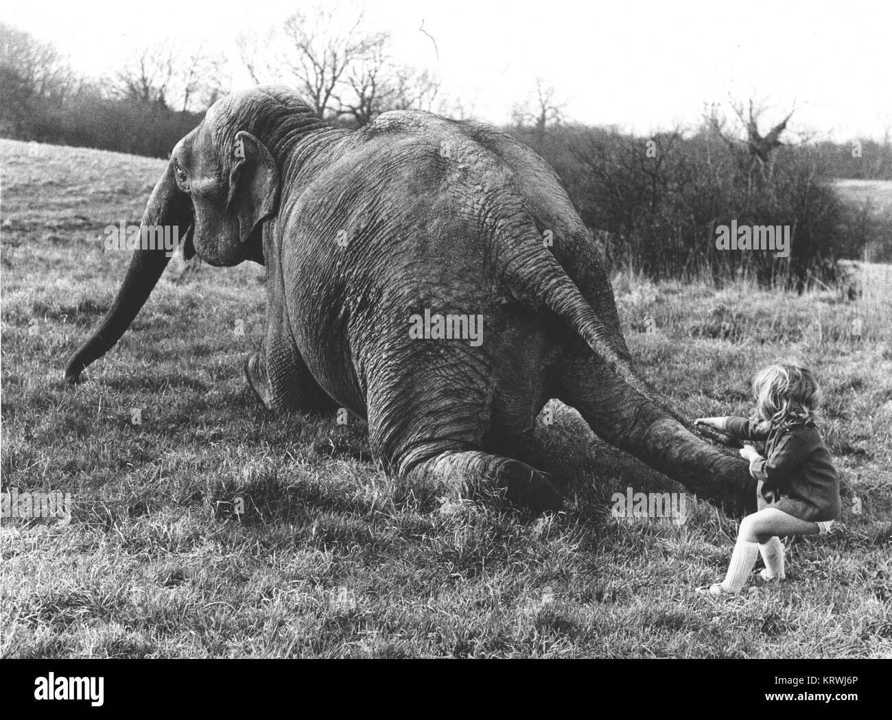 Girl pulls elephant on tail, England, Great Britain Stock Photo - Alamy