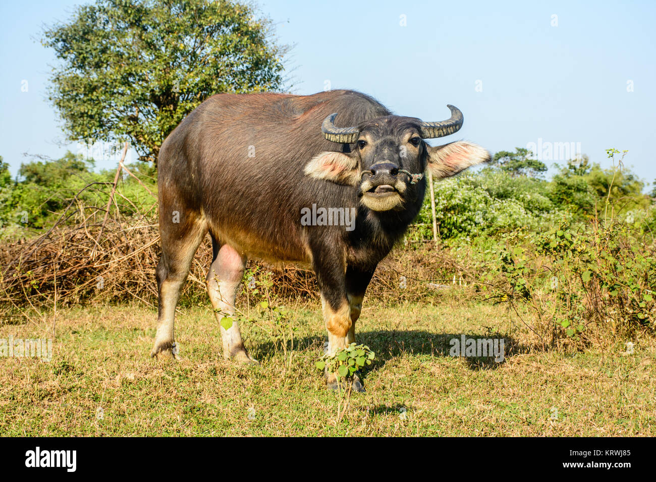 photo of buffalo in pasture Stock Photo - Alamy