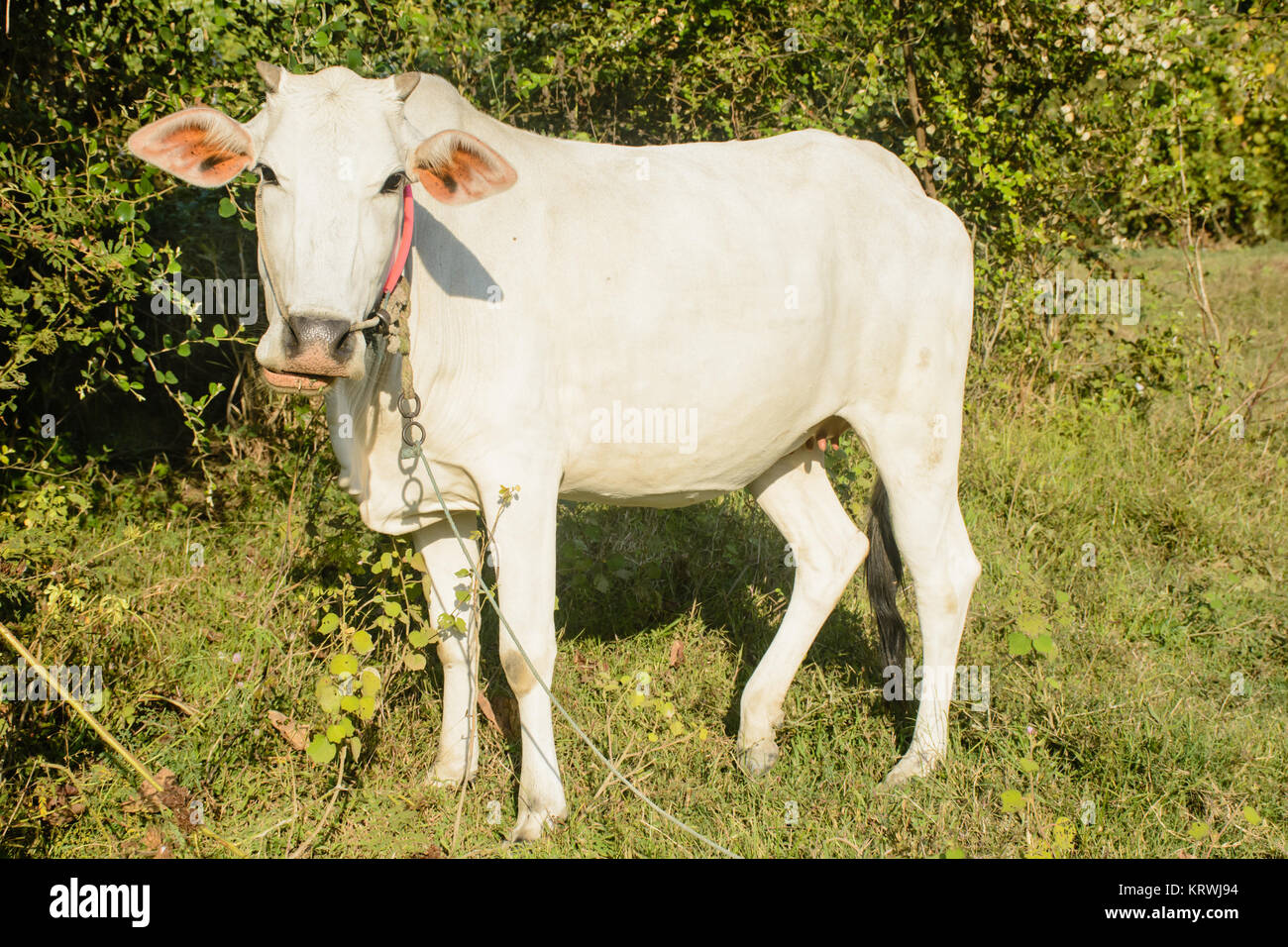 closeup photo of white cow Stock Photo - Alamy