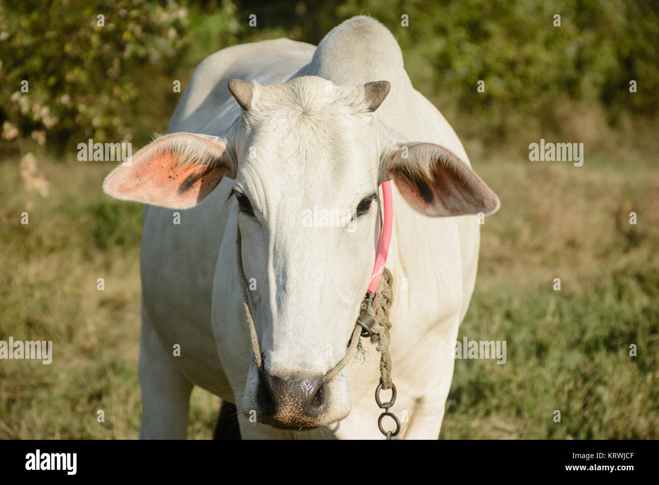 Photo white cow horns hi-res stock photography and images - Alamy