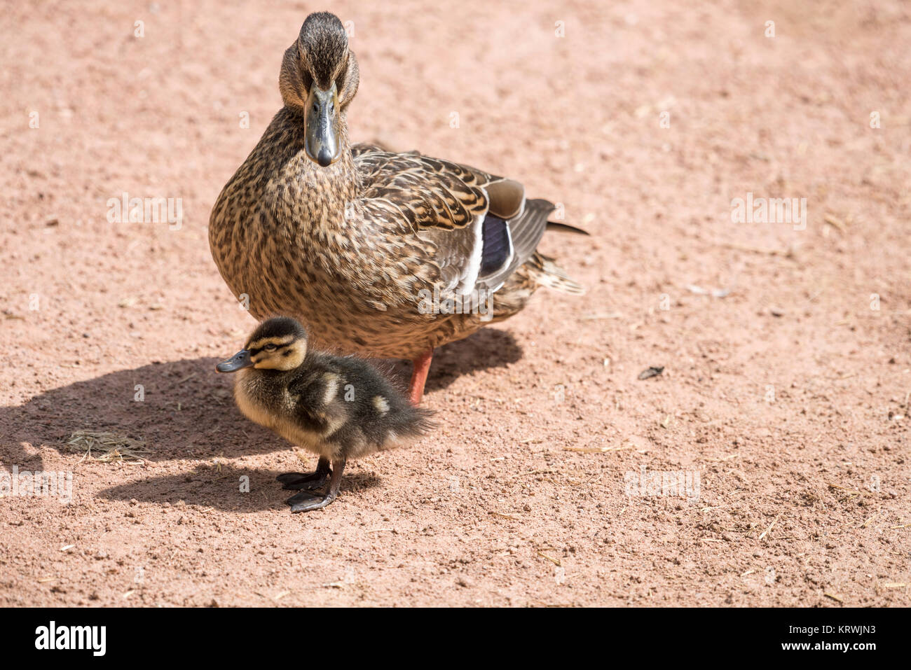 duck with chicks Stock Photo - Alamy