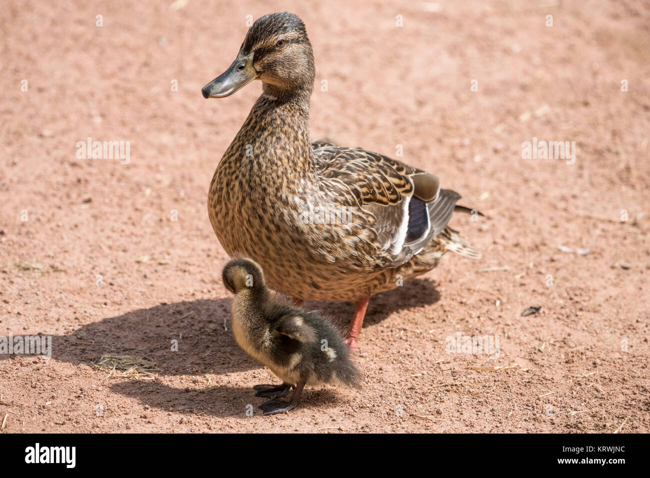 duck with chicks Stock Photo - Alamy