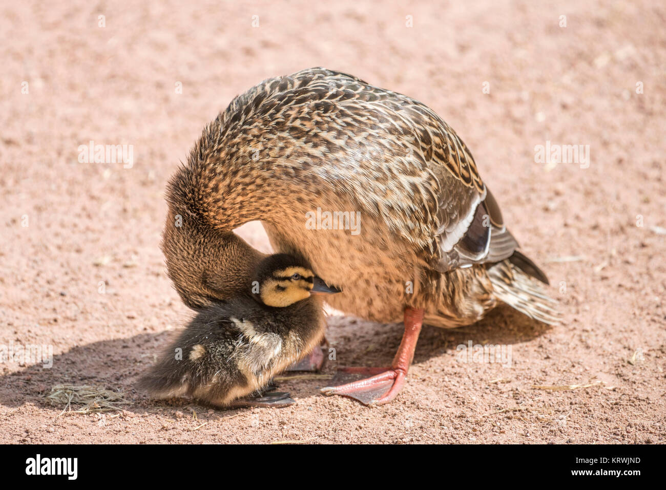 duck with chicks Stock Photo - Alamy
