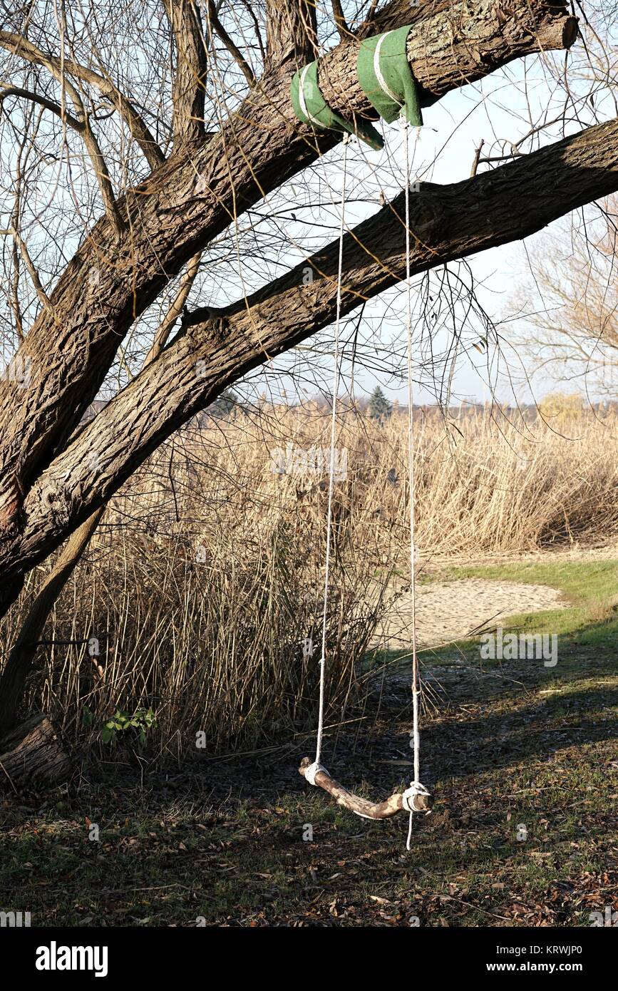 swing on a tree in nature Stock Photo - Alamy
