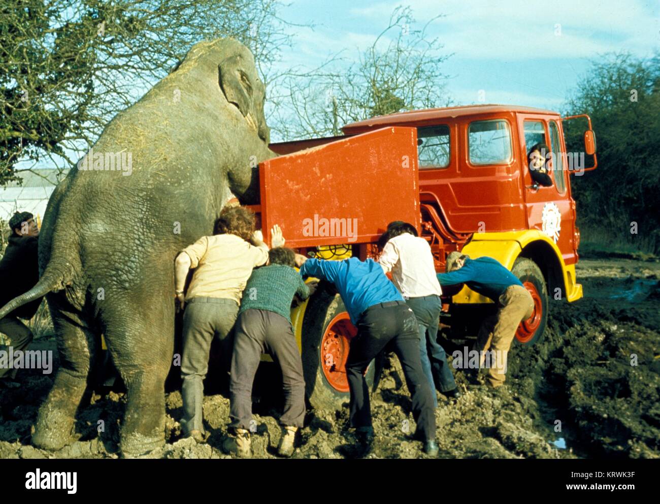 Elephant and men push trucks out of the mud, England, Great Britain ...