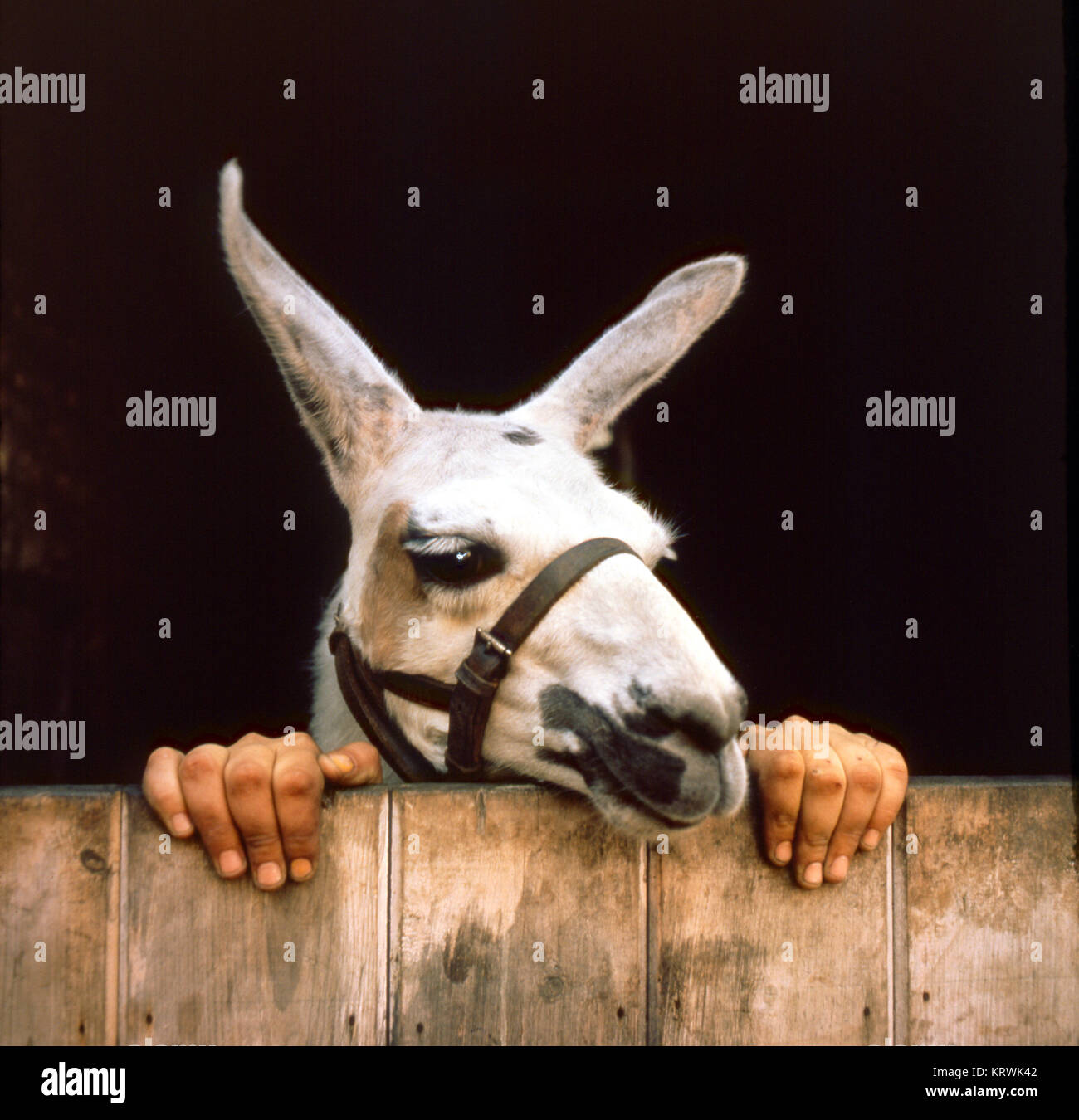 Donkey and Human Hands, England, Great Britain Stock Photo - Alamy