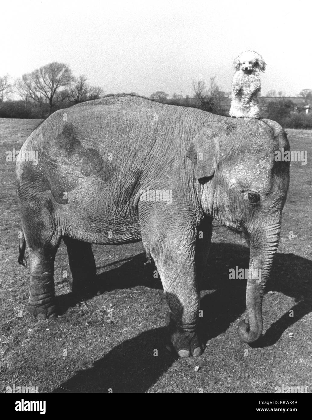 Elephant with dog, England, Great Britain Stock Photo - Alamy