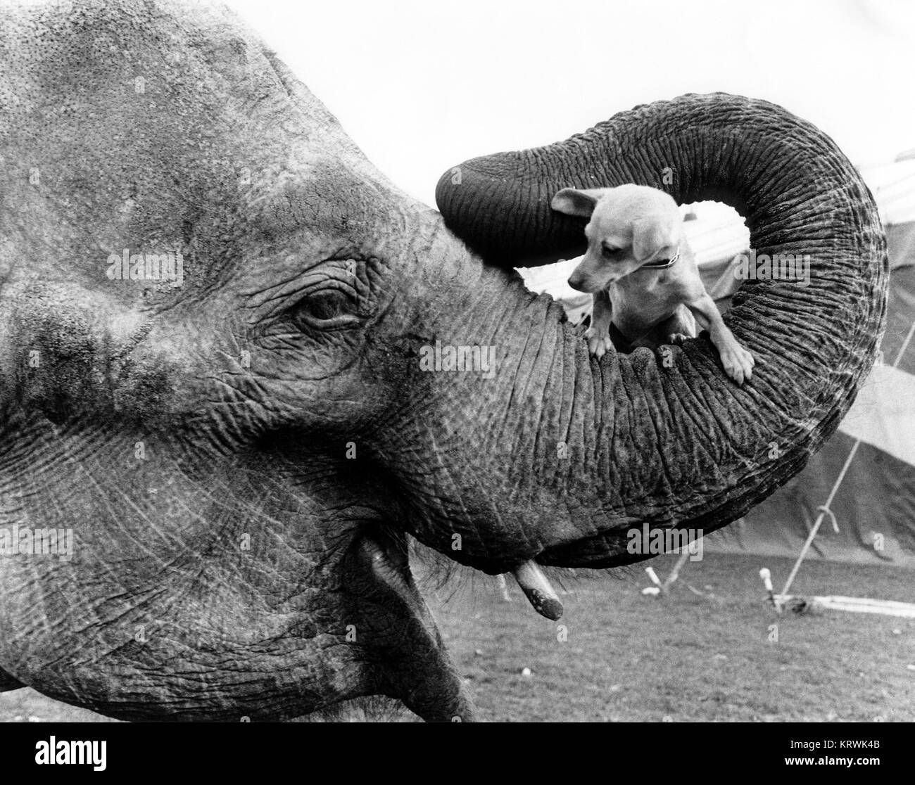 Elephant with dog in trunk, England, Great Britain Stock Photo - Alamy