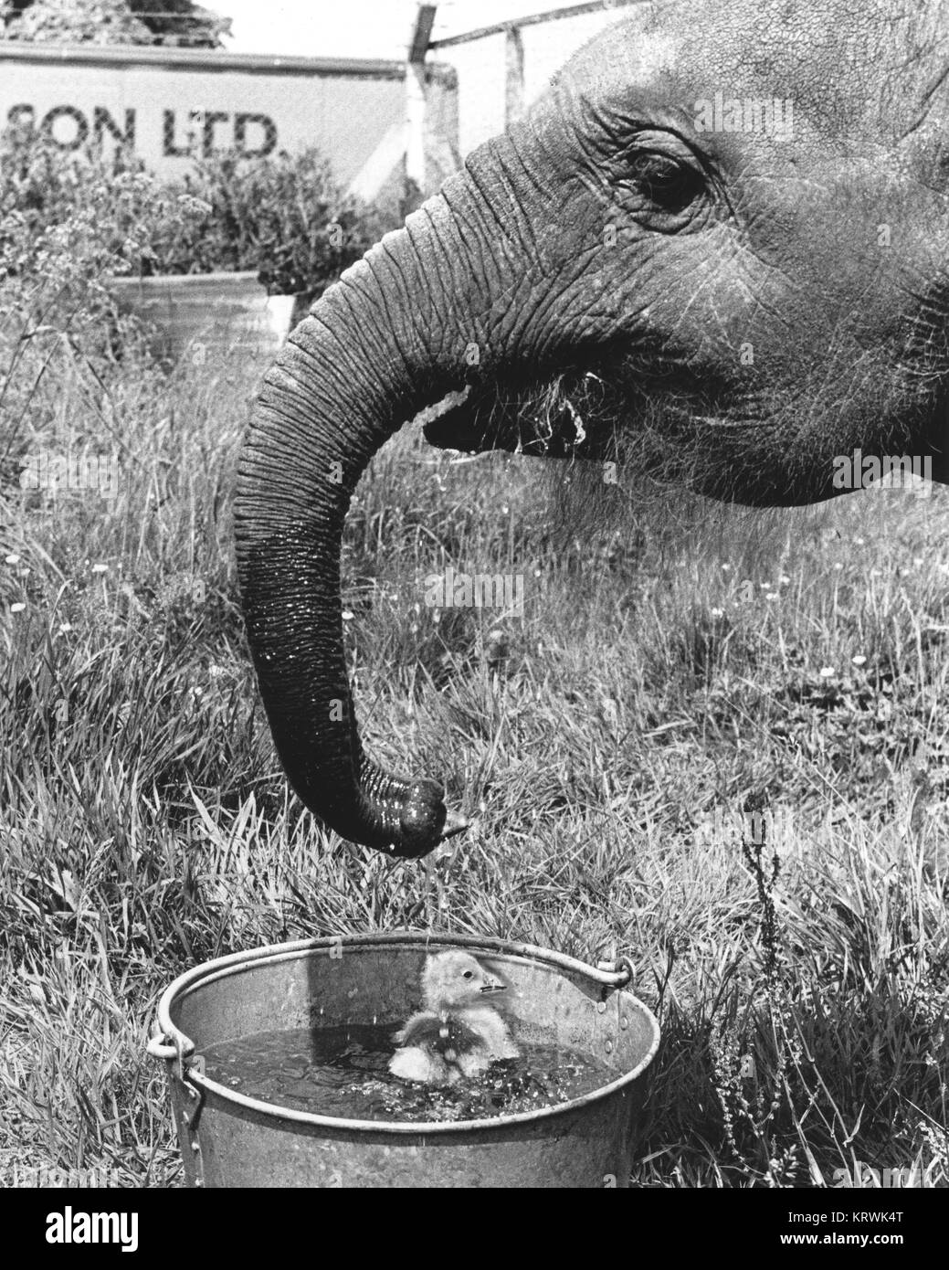 Elephant was take a bath Black and White Stock Photos & Images - Alamy